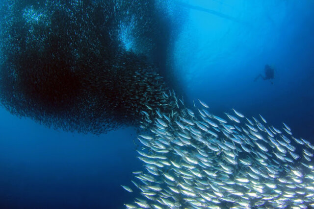 Sardine Run in Moalboal. Cebu, Philippines - GO! & Express