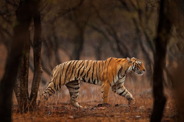 On the loose: Hunt for tiger resumes in Walkerville‚ Sheba likely to be ...