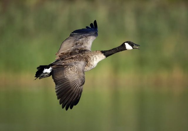 Cooked their goose: Canadian geese declared public menace in UK and US ...