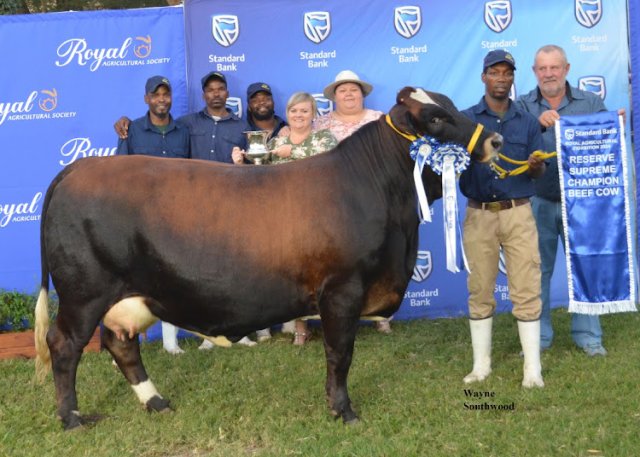 Local cow crowned the Simbra Miss World winner - GO! & Express
